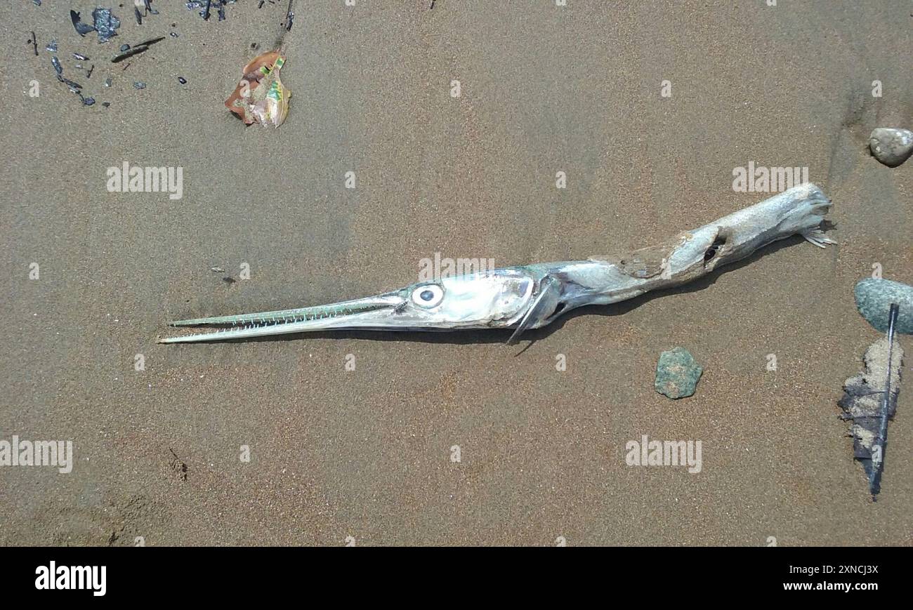 Needlefishes (Belonidae) Actinopterygii Stock Photo - Alamy