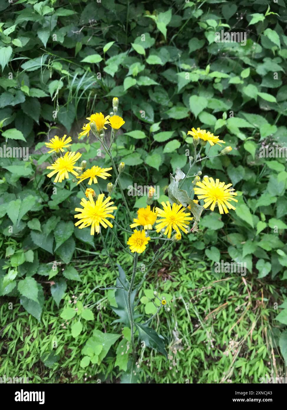 meadow hawkweed (Pilosella caespitosa) Plantae Stock Photo - Alamy