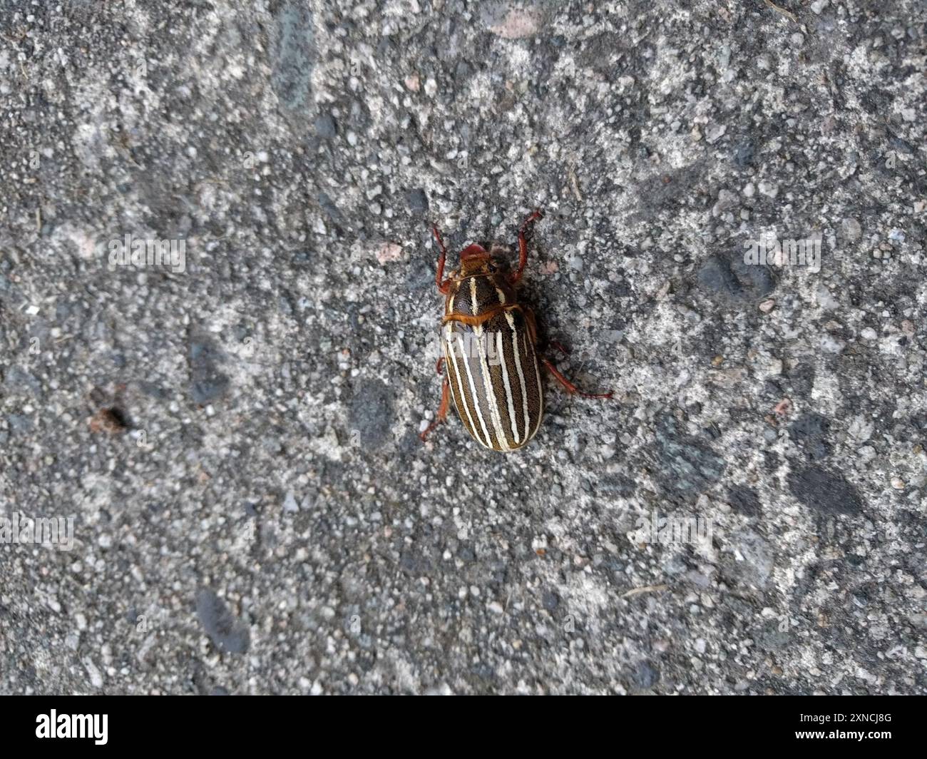 Long-haired June Beetle (Polyphylla crinita) Insecta Stock Photo - Alamy