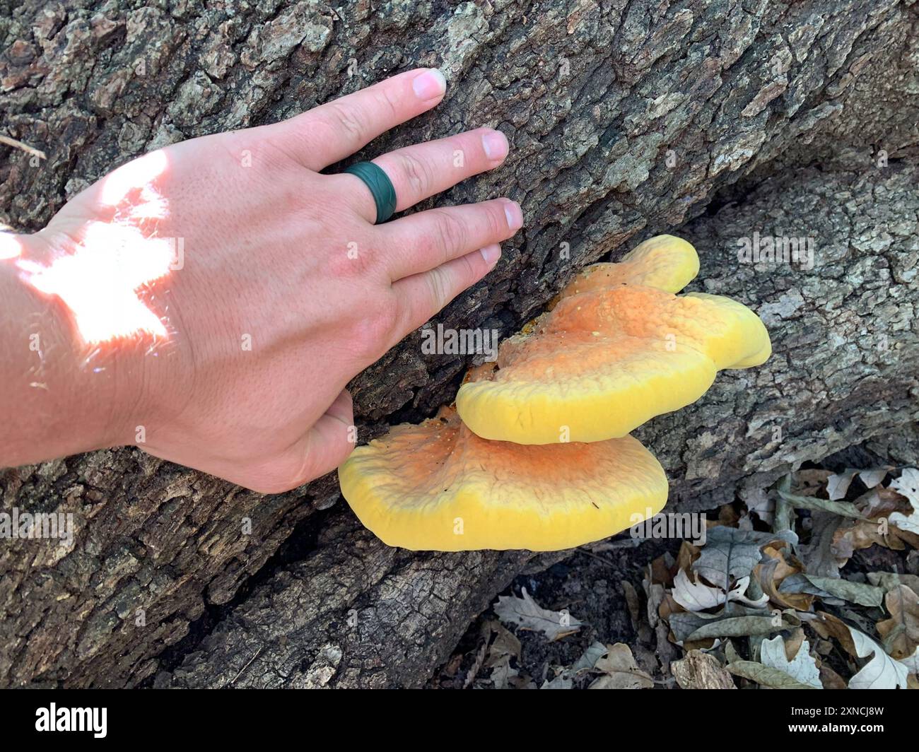 Western Hardwood Sulphur Shelf (Laetiporus gilbertsonii) Fungi Stock ...
