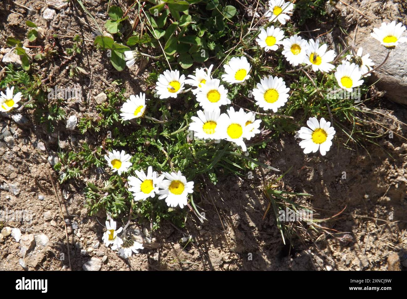 Alpine Moon-daisy (Leucanthemopsis alpina) Plantae Stock Photo - Alamy