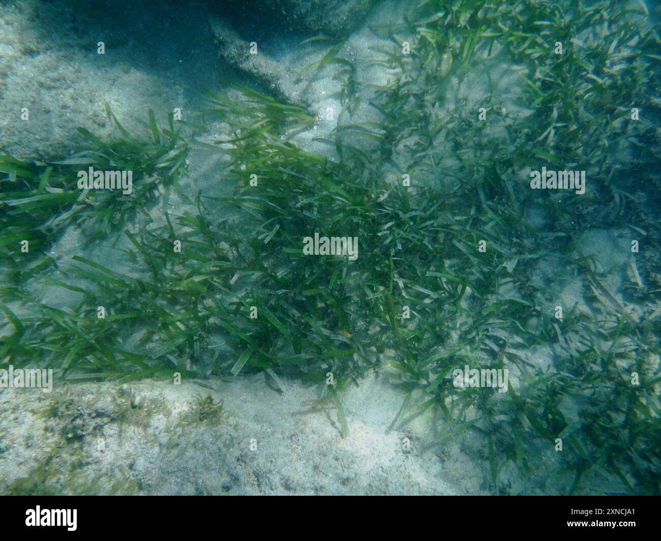Turtle Grass (Thalassia testudinum) Plantae Stock Photo - Alamy