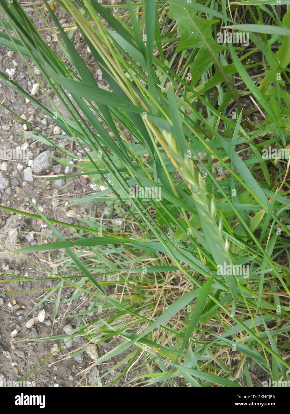 grasses (Poaceae) Plantae Stock Photo - Alamy