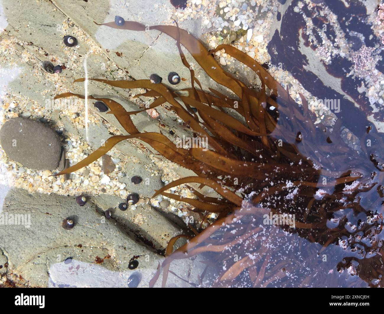 Bleach Weed (Prionitis sternbergii) Plantae Stock Photo - Alamy
