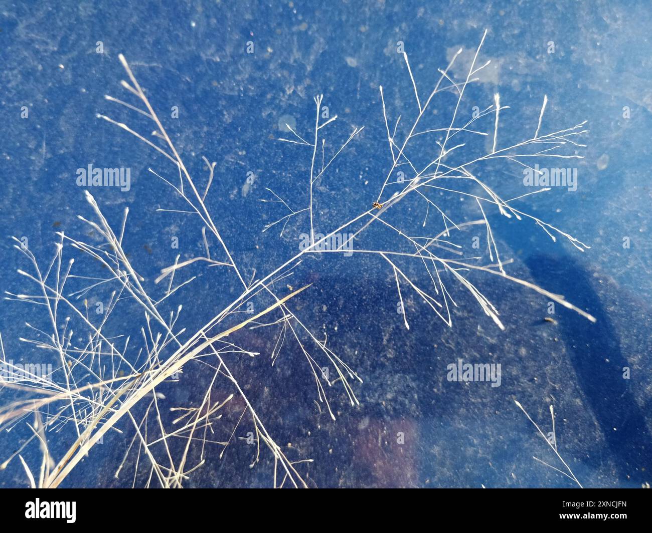 scratch grass (Muhlenbergia asperifolia) Plantae Stock Photo - Alamy