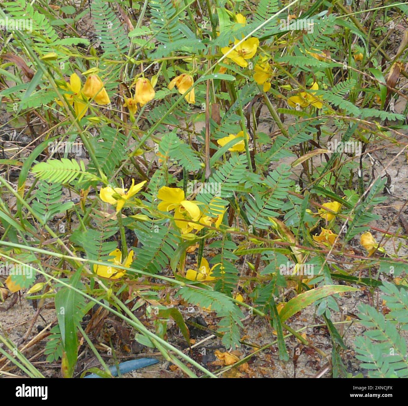 partridge pea (Chamaecrista fasciculata) Plantae Stock Photo - Alamy