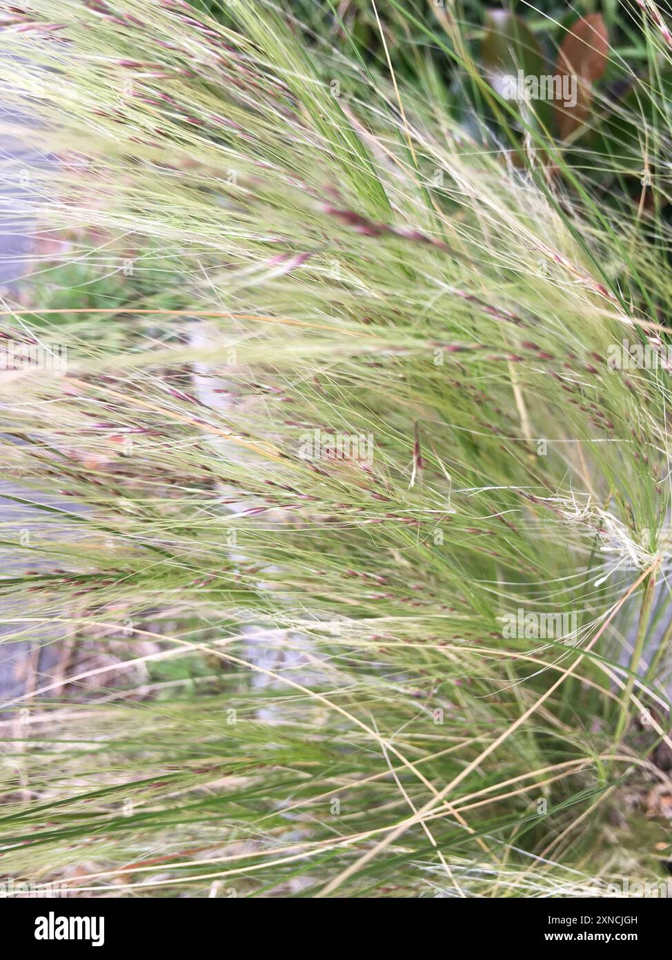 purple needlegrass (Nassella pulchra) Plantae Stock Photo - Alamy