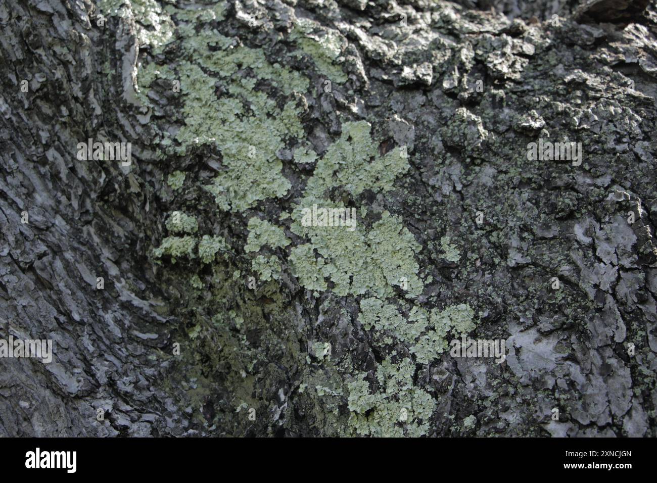 greenshield lichens (Flavoparmelia) Fungi Stock Photo - Alamy