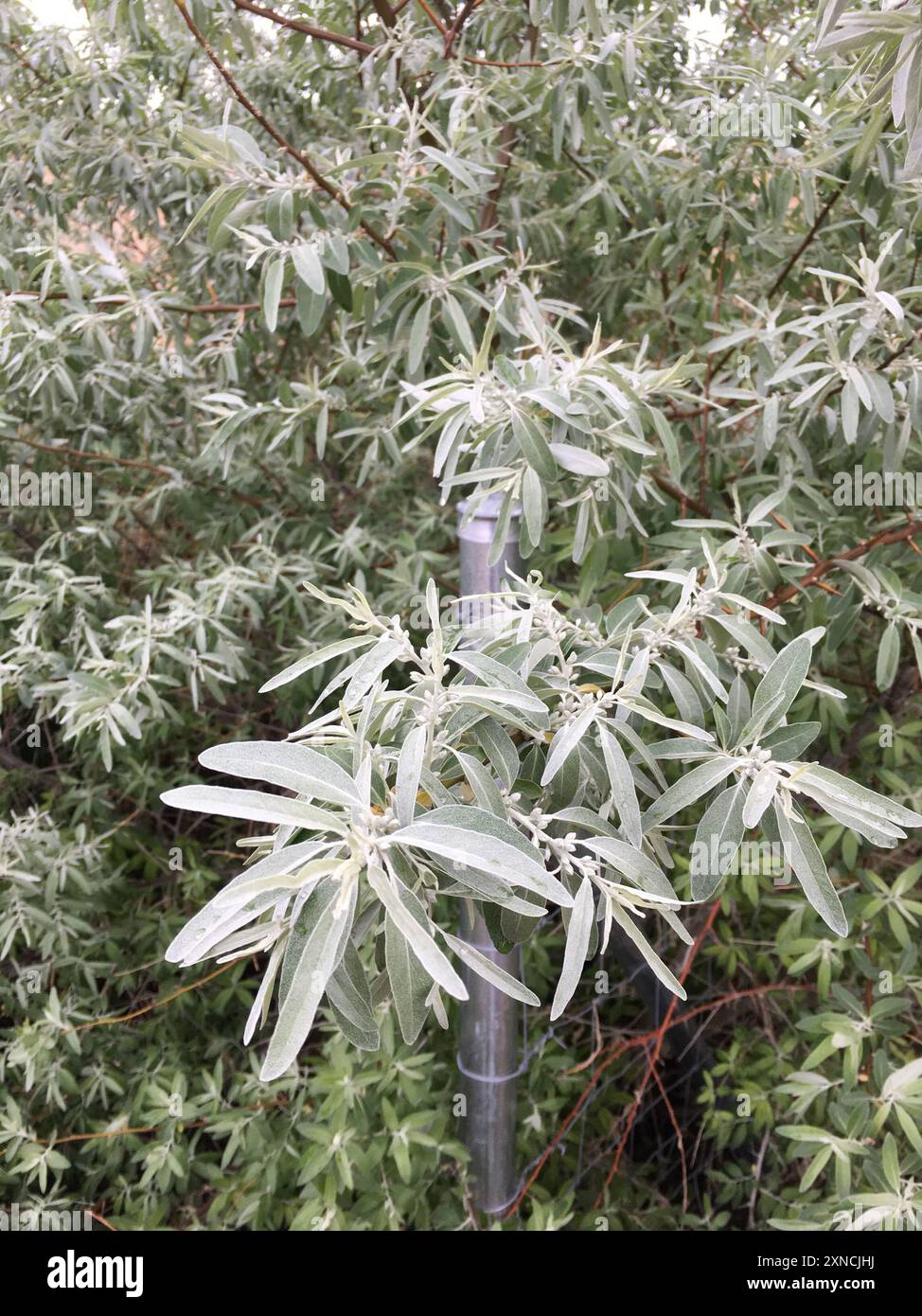 Russian olive (Elaeagnus angustifolia) Plantae Stock Photo - Alamy