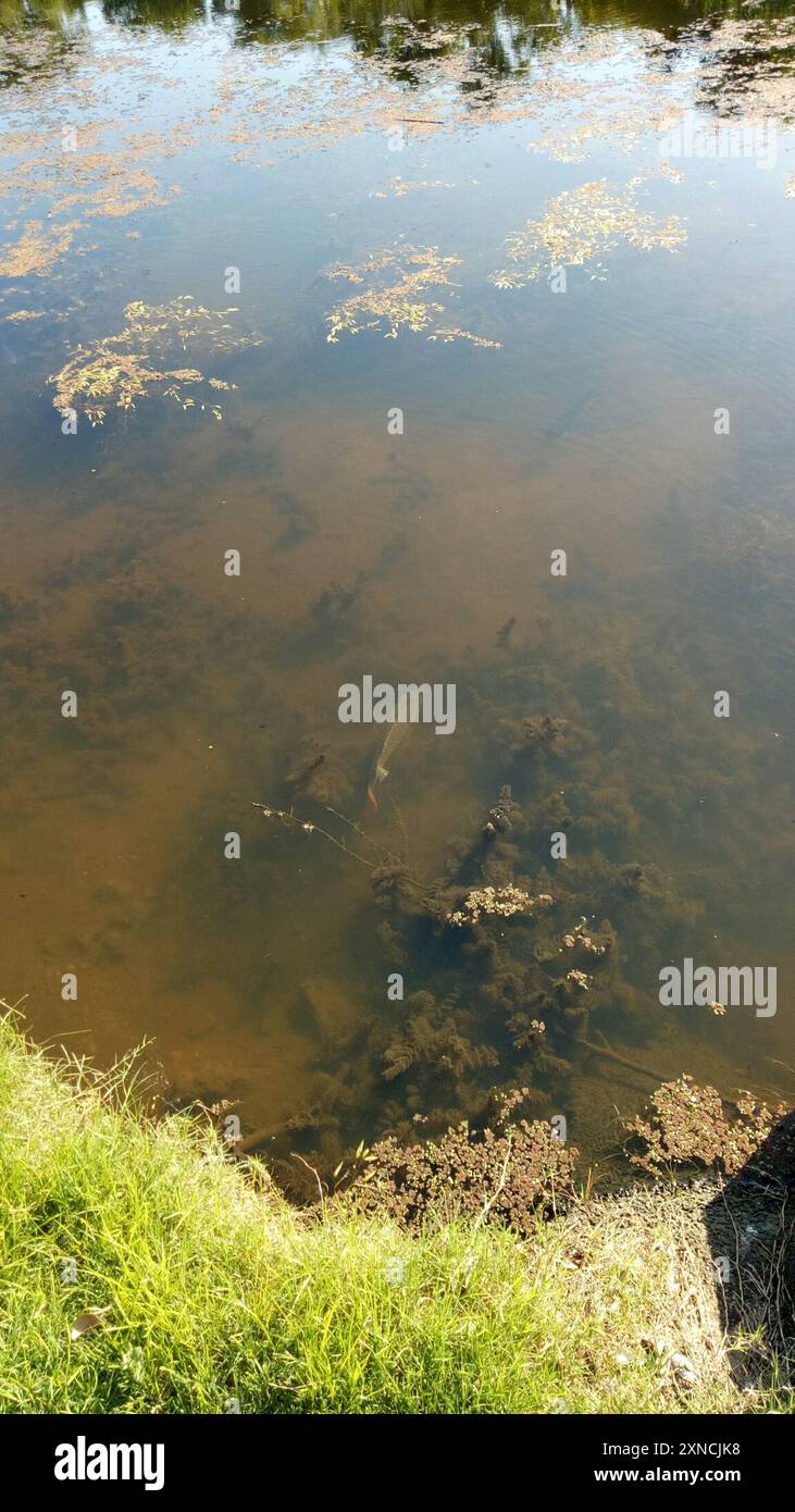 Mozambique Tilapia (Oreochromis mossambicus) Actinopterygii Stock Photo ...