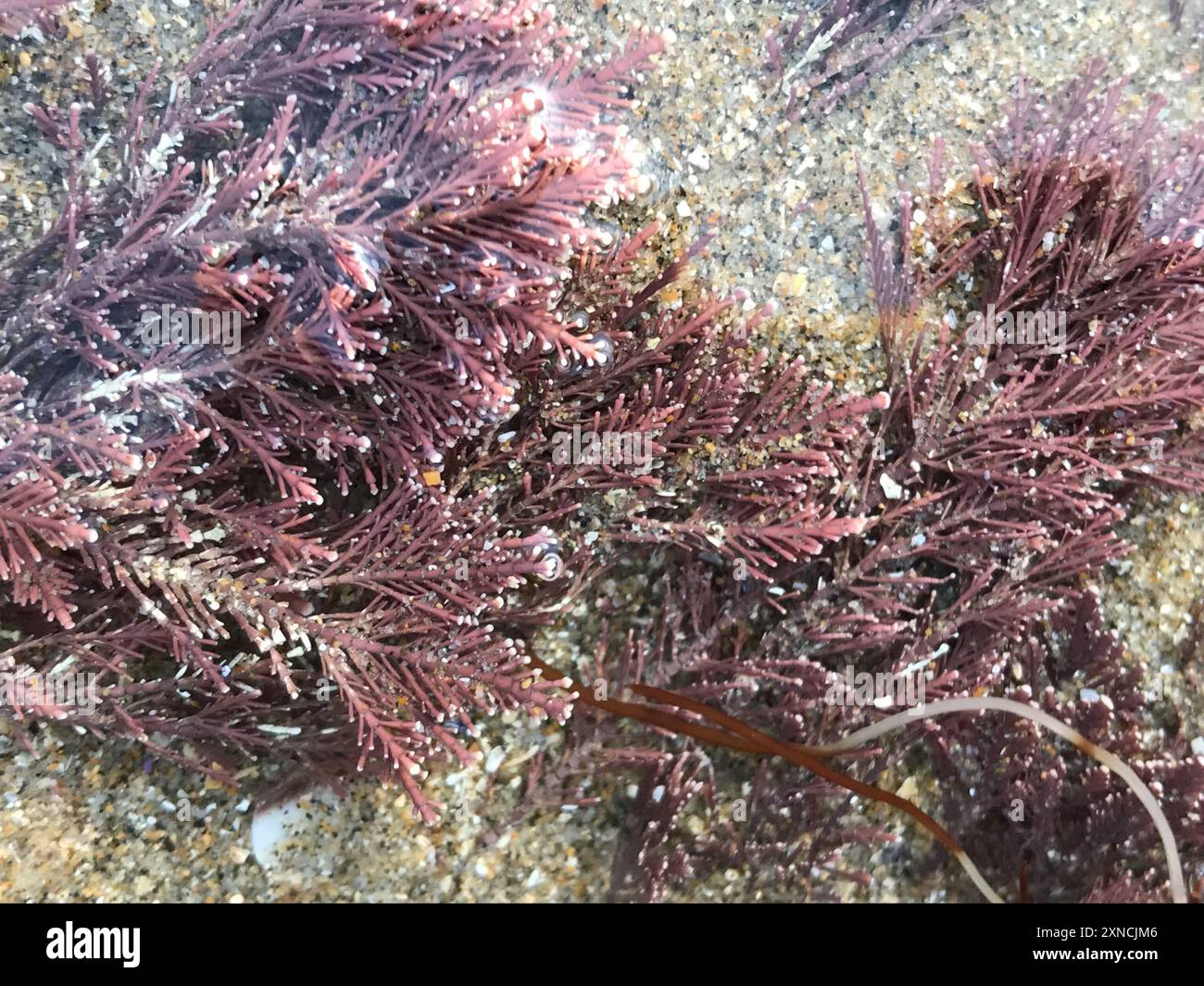 Common Coralline (Corallina officinalis) Plantae Stock Photo - Alamy