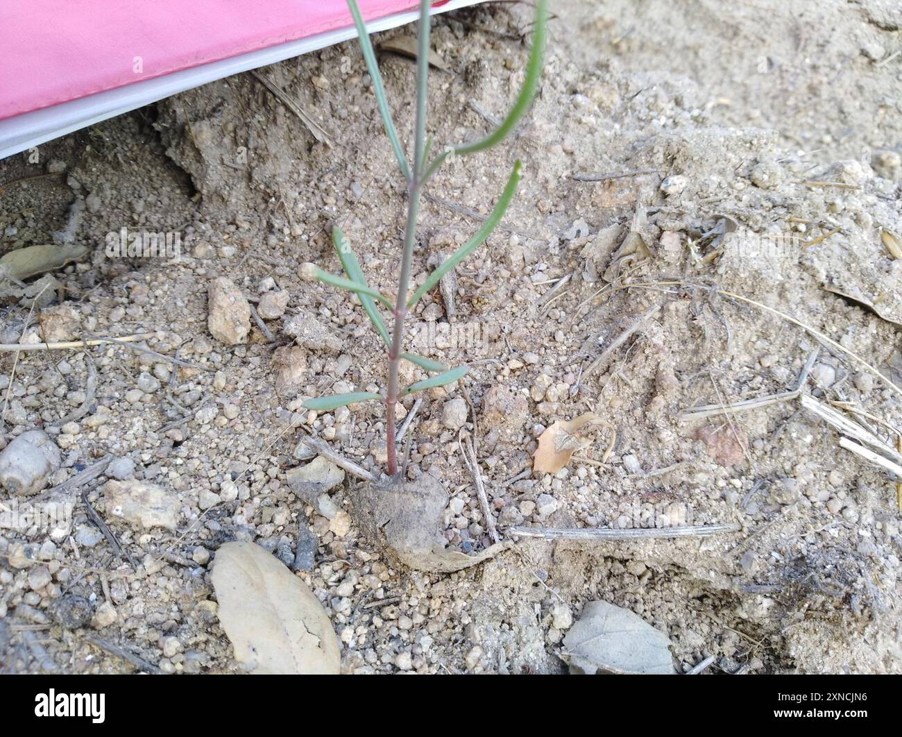 Ballast Toadflax (Linaria spartea) Plantae Stock Photo - Alamy
