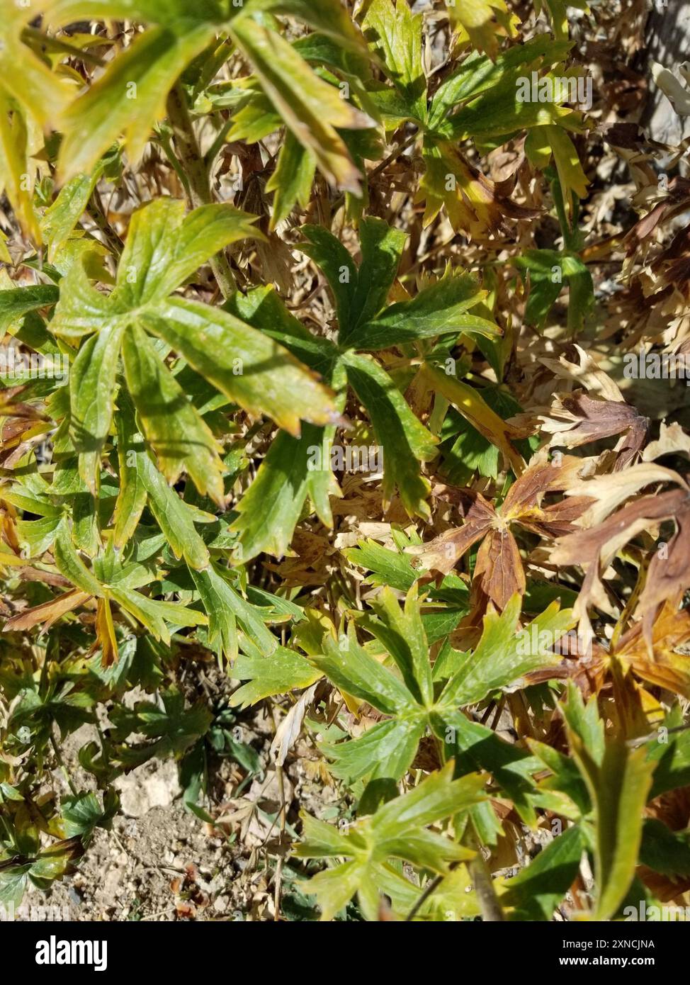 Subalpine Larkspur (Delphinium barbeyi) Plantae Stock Photo - Alamy