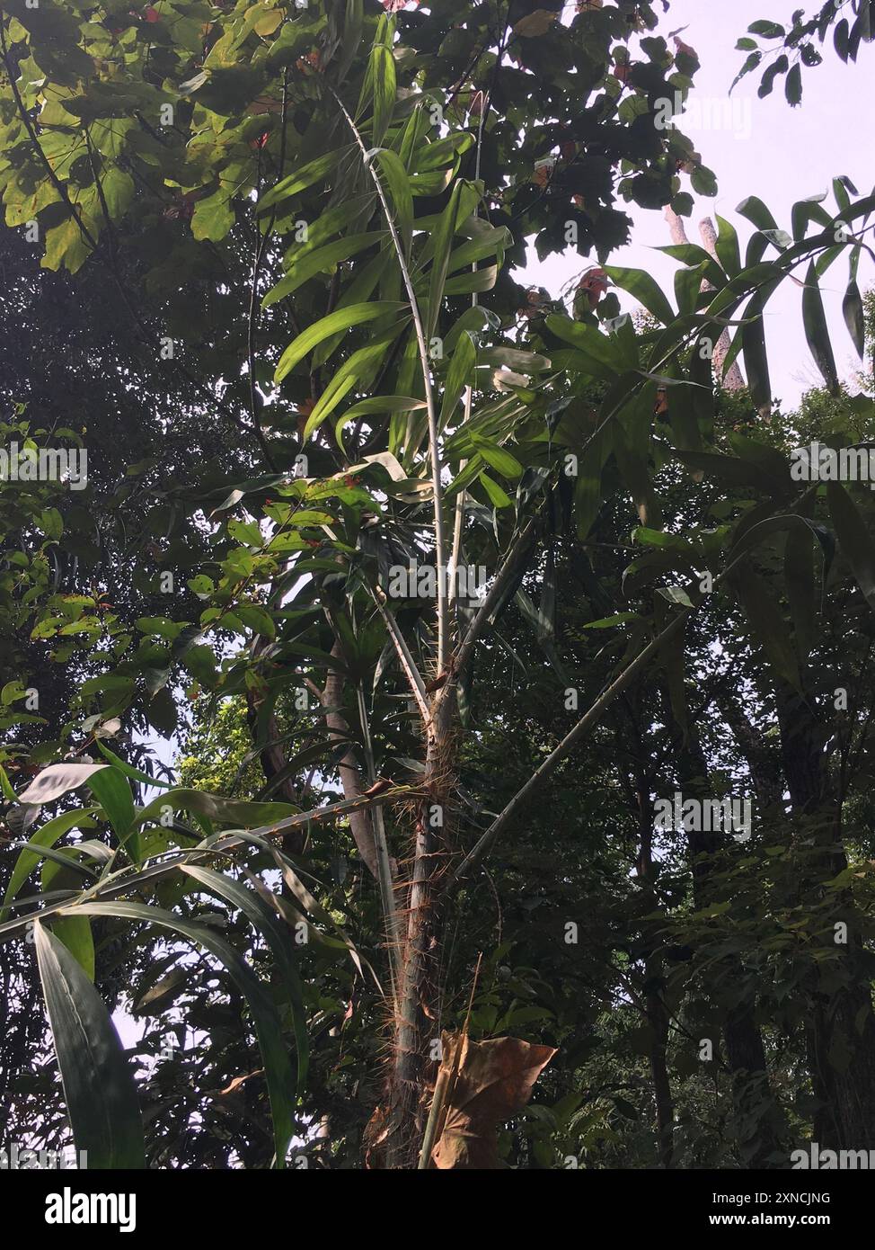 Rattan palms (Calamus) Plantae Stock Photo - Alamy