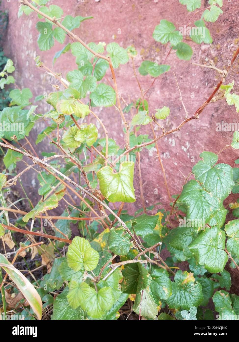 Rocky Mountain raspberry (Rubus deliciosus) Plantae Stock Photo - Alamy