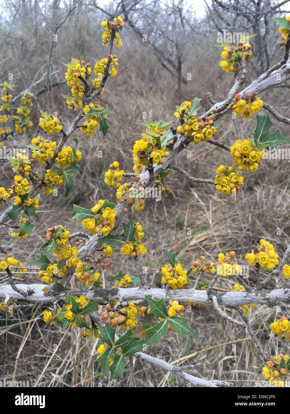 Agarita (Berberis trifoliolata) Plantae Stock Photo - Alamy