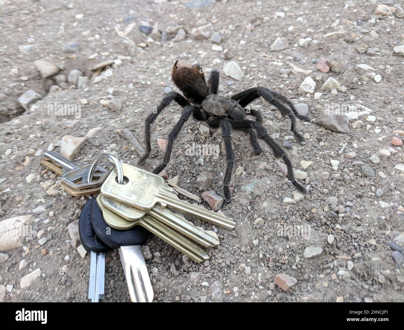 Desert Tarantula (Aphonopelma iodius) Arachnida Stock Photo - Alamy