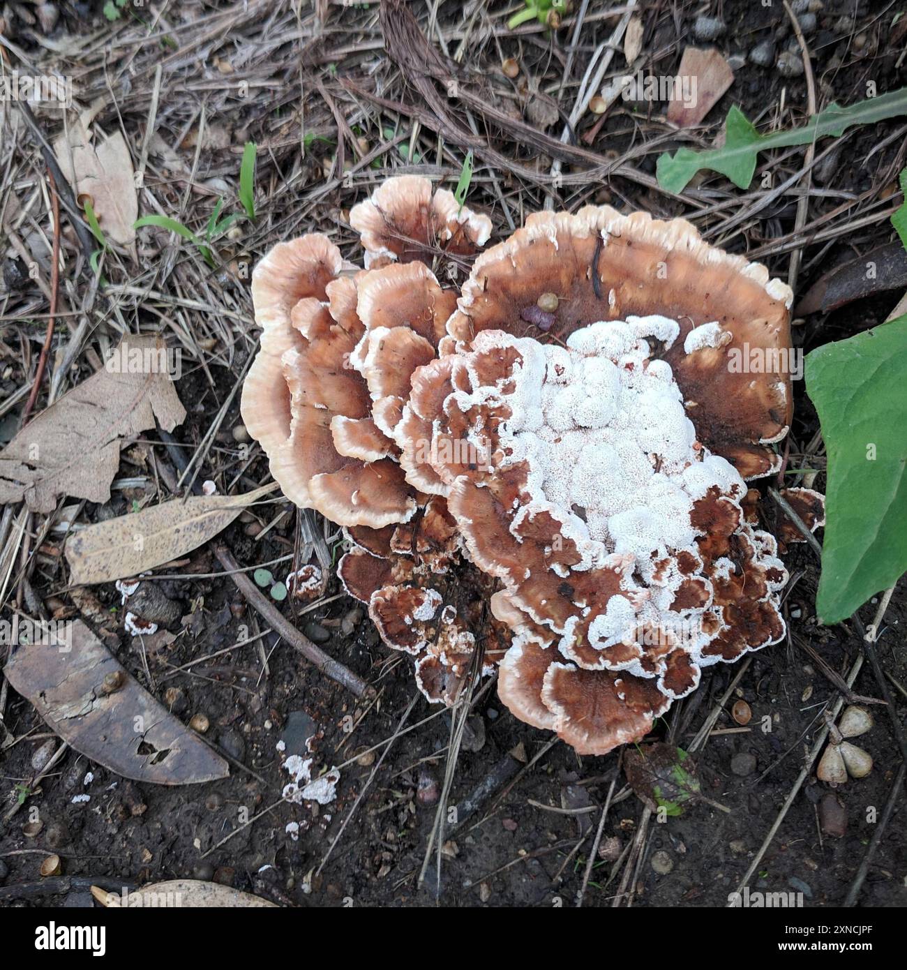 Blushing Rosette (Abortiporus biennis) Fungi Stock Photo - Alamy