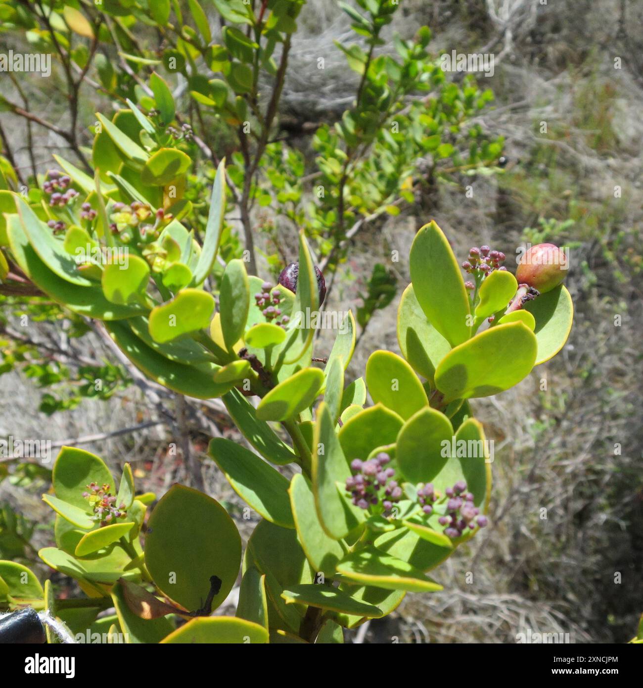 Cape Sumach (Colpoon compressum) Plantae Stock Photo - Alamy