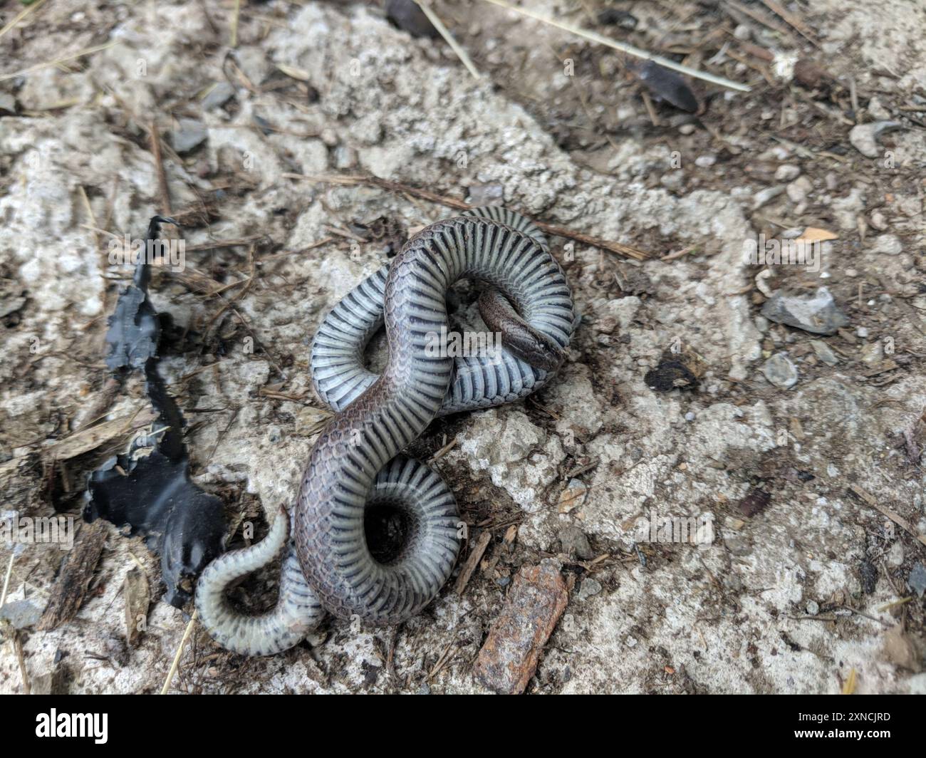 Sharp-tailed Snake (Contia tenuis) Reptilia Stock Photo - Alamy
