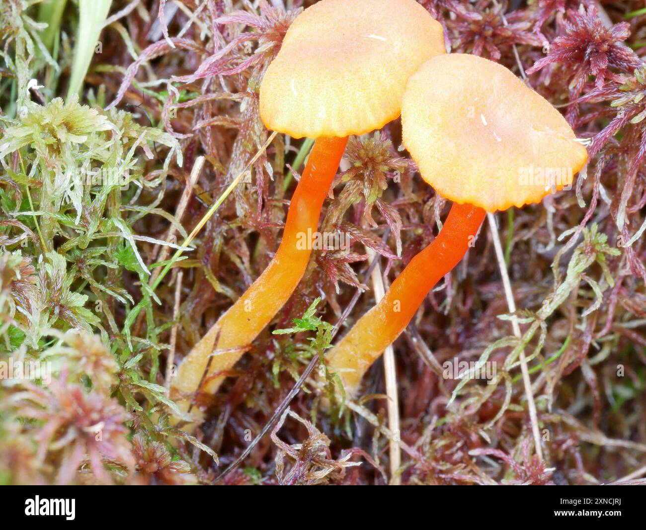 bog waxcap (Hygrocybe coccineocrenata) Fungi Stock Photo - Alamy