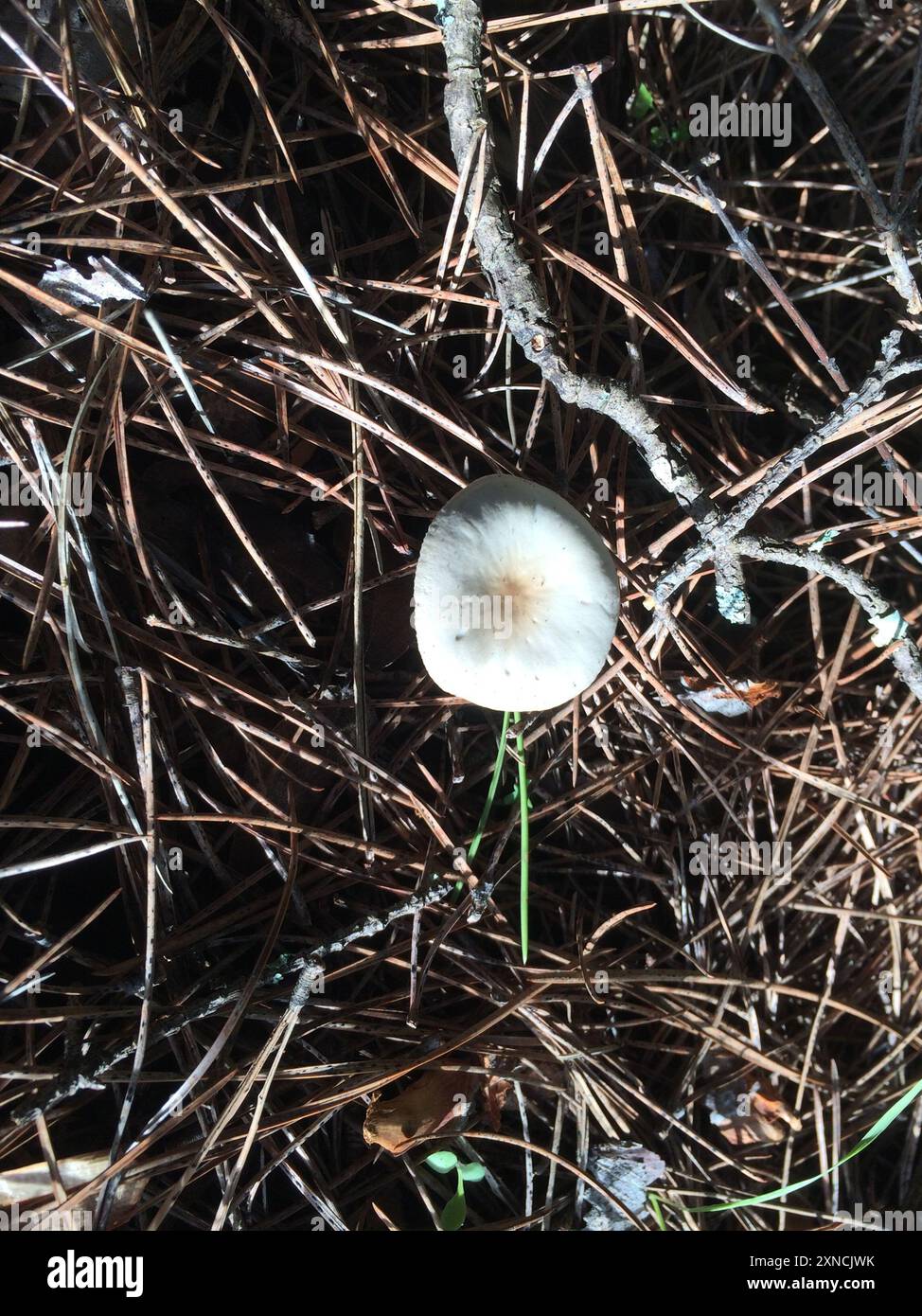 Fragrant Funnel (Clitocybe fragrans) Fungi Stock Photo - Alamy