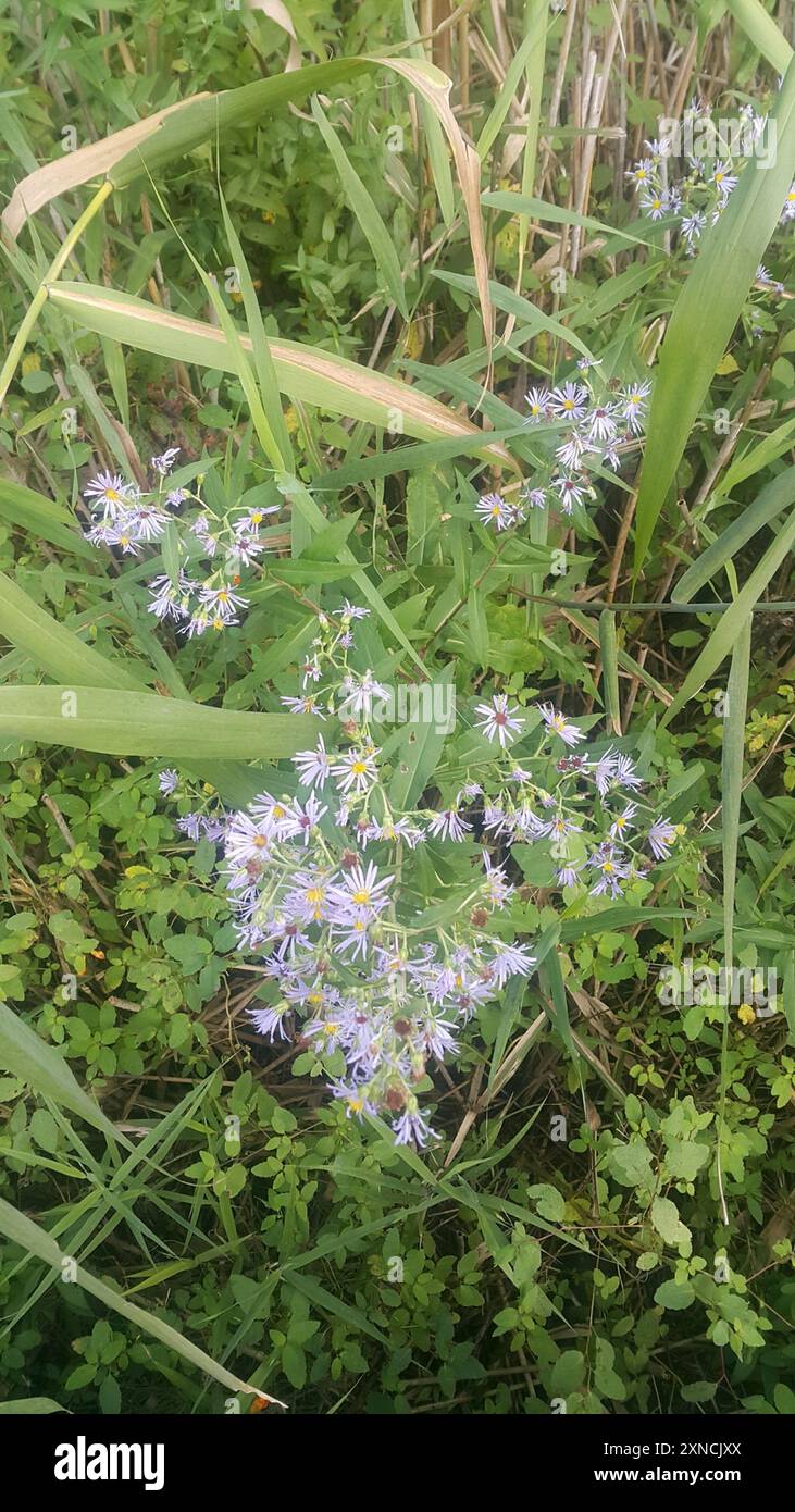 swamp aster (Symphyotrichum puniceum) Plantae Stock Photo - Alamy