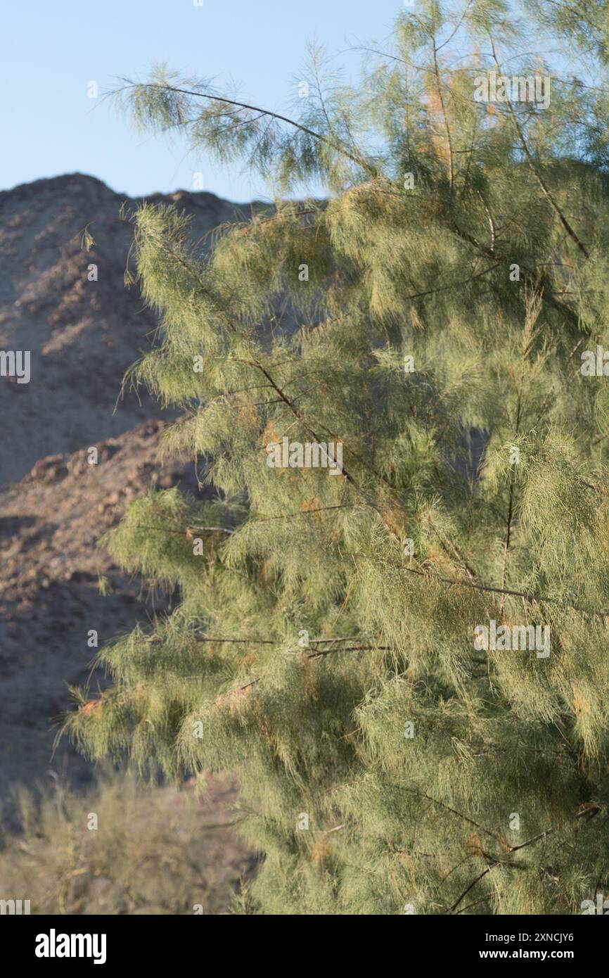 athel tamarisk (Tamarix aphylla) Plantae Stock Photo - Alamy