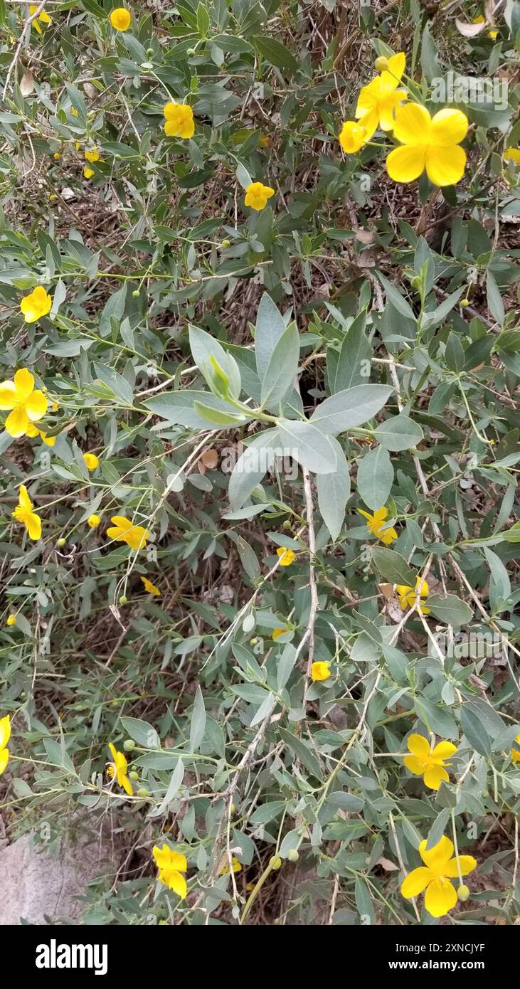 Bush Poppy (Dendromecon rigida) Plantae Stock Photo - Alamy