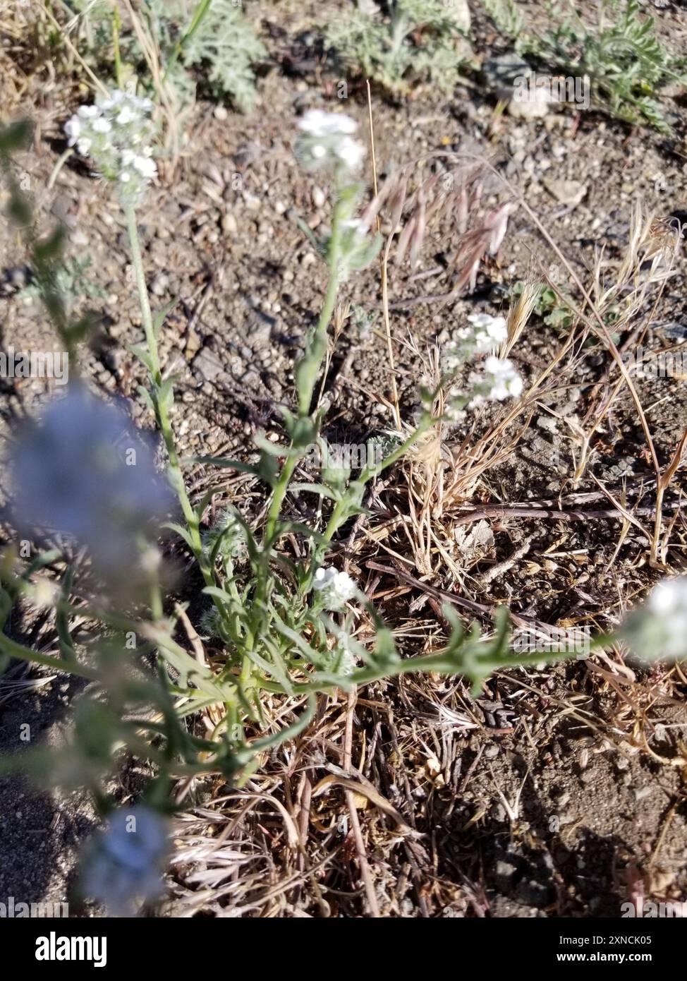 Clearwater cryptantha (Cryptantha intermedia) Plantae Stock Photo - Alamy