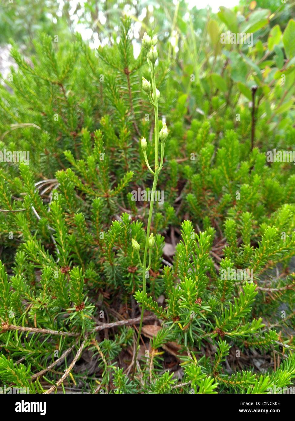 yellow screwstem (Bartonia virginica) Plantae Stock Photo - Alamy