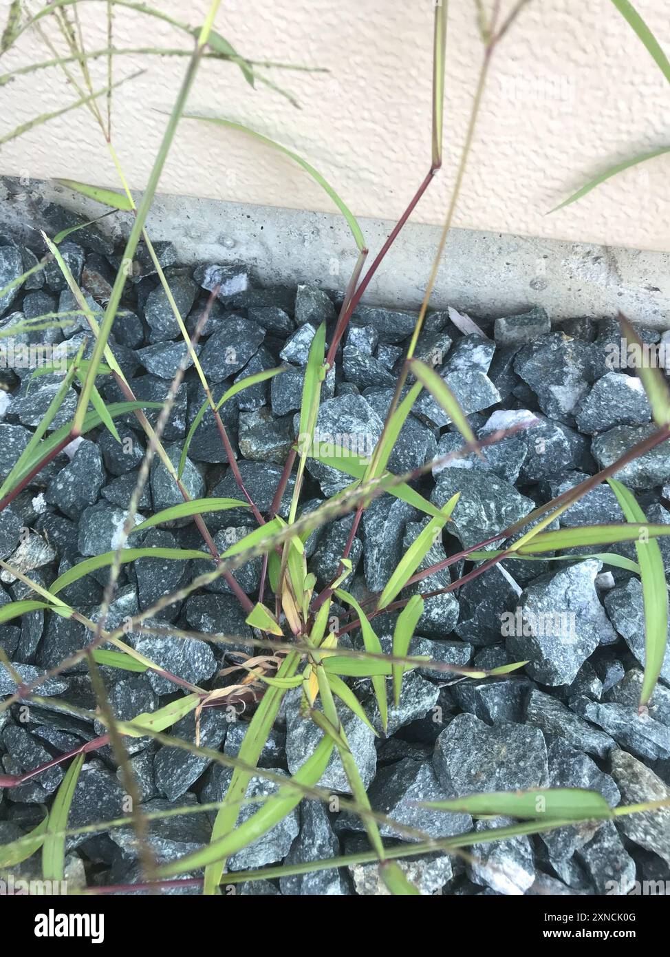 Hairy Crabgrass (Digitaria sanguinalis) Plantae Stock Photo - Alamy