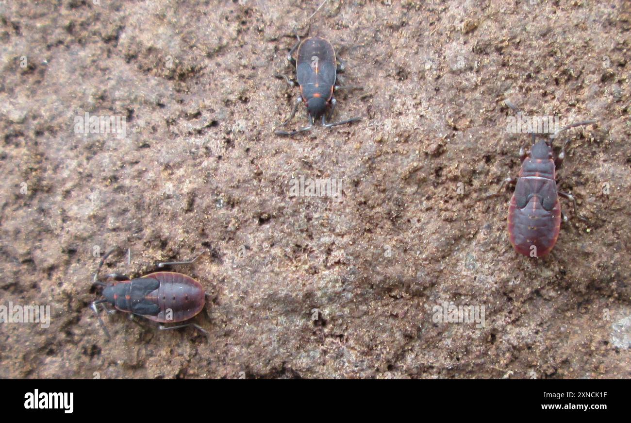 Redtrim Bug (Scantius forsteri) Insecta Stock Photo - Alamy
