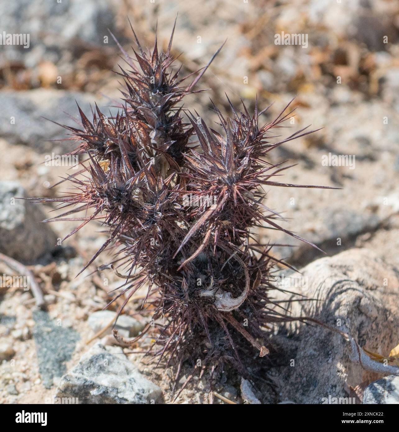 Devil's Spineflower (Chorizanthe rigida) Plantae Stock Photo - Alamy