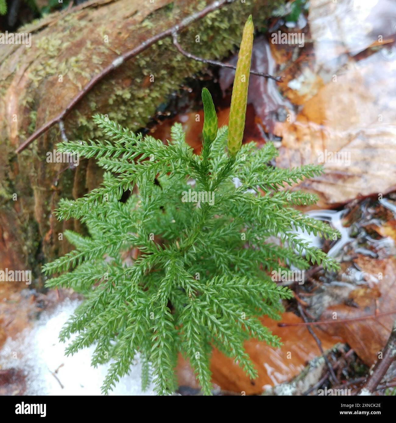 prickly tree-clubmoss (Dendrolycopodium dendroideum) Plantae Stock ...