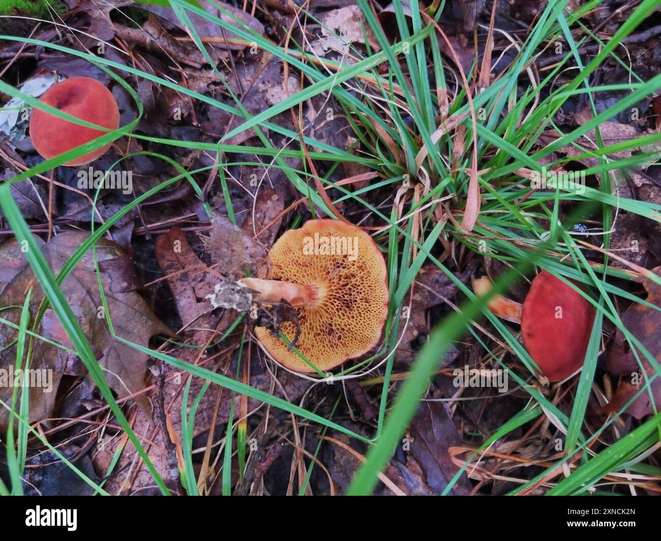 Ruby Bolete (Hortiboletus rubellus) Fungi Stock Photo - Alamy
