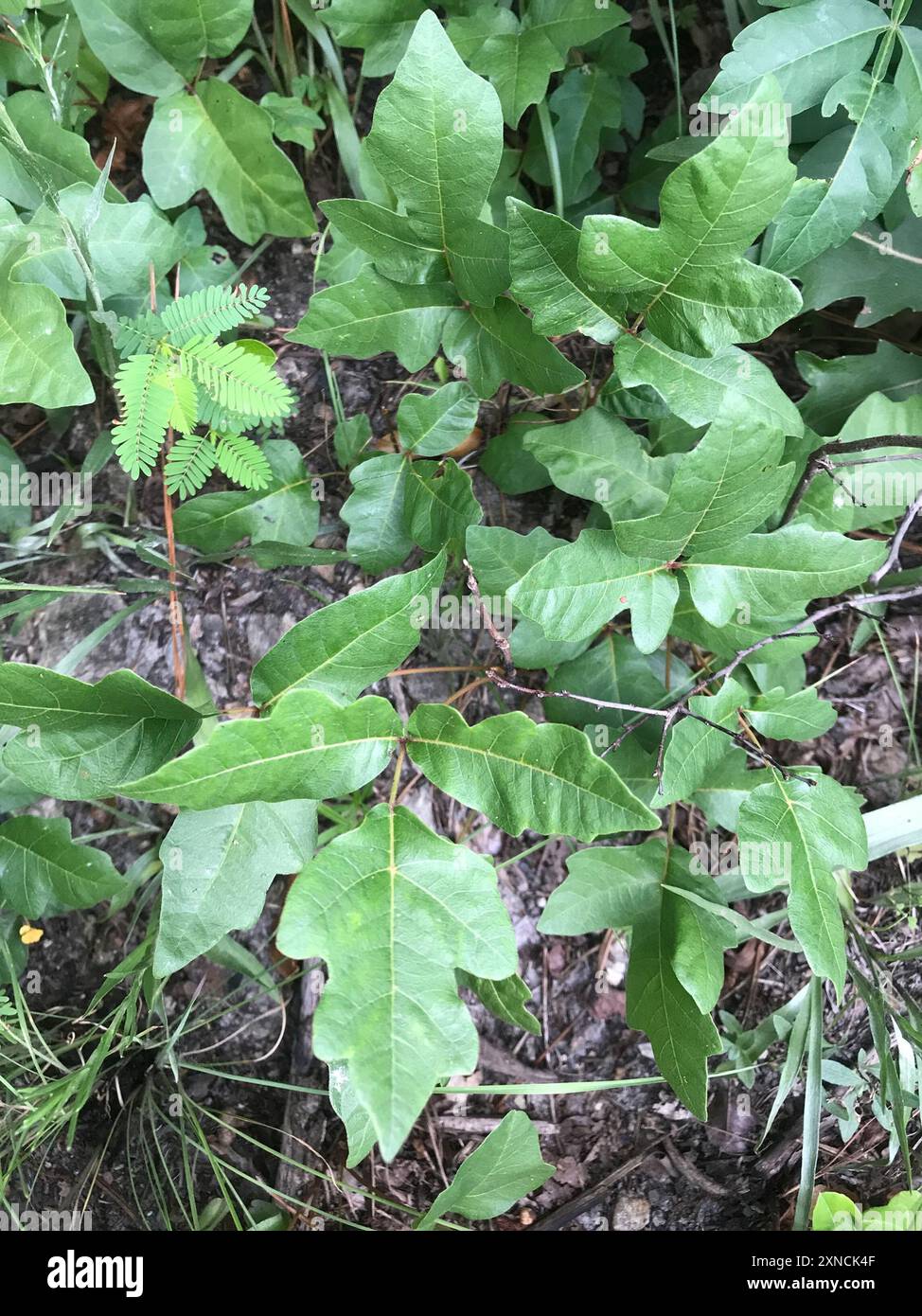 Atlantic poison oak (Toxicodendron pubescens) Plantae Stock Photo - Alamy