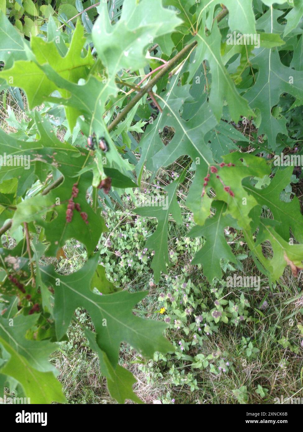 Furry Oak Leaf Gall Wasp (Callirhytis furva) Insecta Stock Photo - Alamy