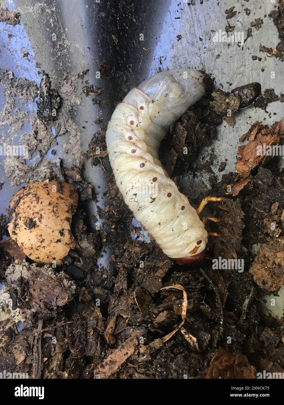 Smooth Ox Beetle (Strategus antaeus) Insecta Stock Photo - Alamy