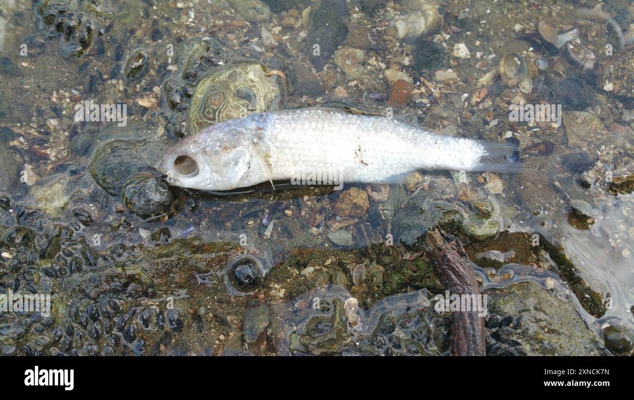 Mullets (Mugilidae) Actinopterygii Stock Photo - Alamy