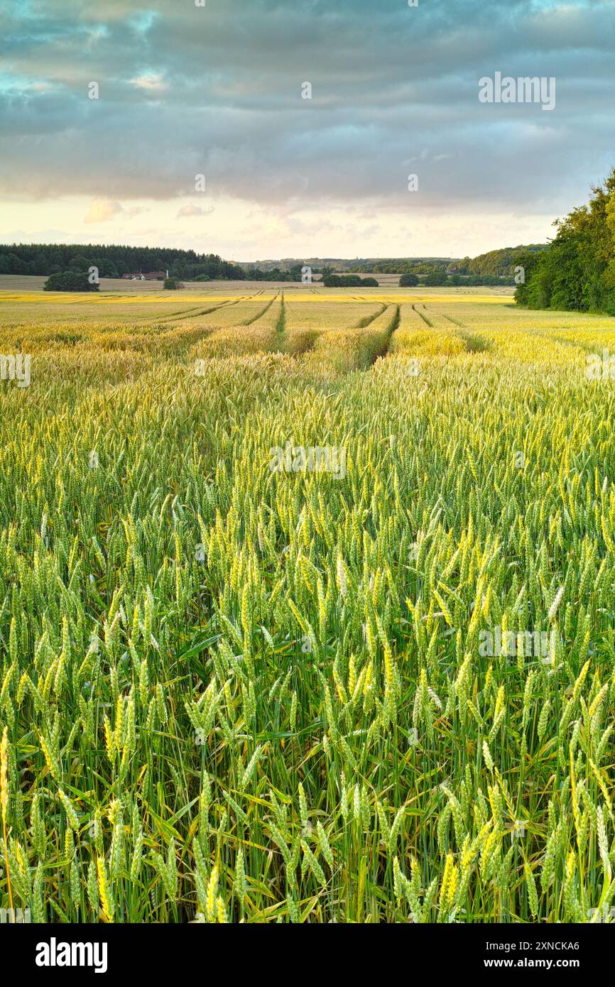 Field, wheat and sustainable for spring in farm, crops and growth with ...