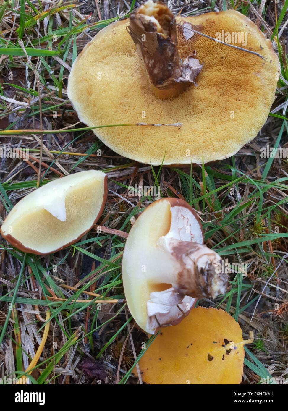 Purple-veiled Slippery Jack (Suillus luteus) Fungi Stock Photo - Alamy