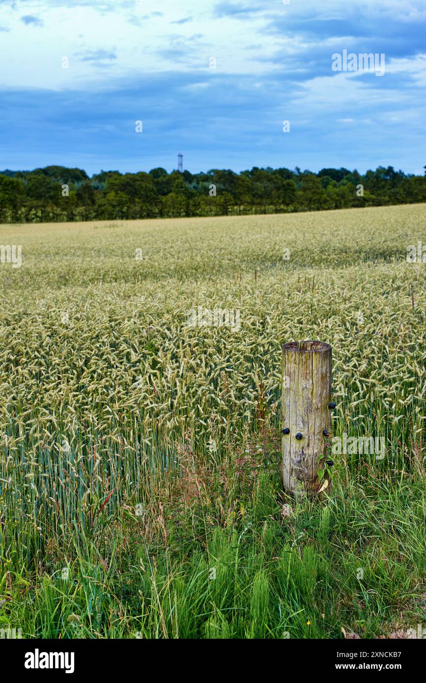 Field, wheat and sustainable for spring in countryside, crops and ...