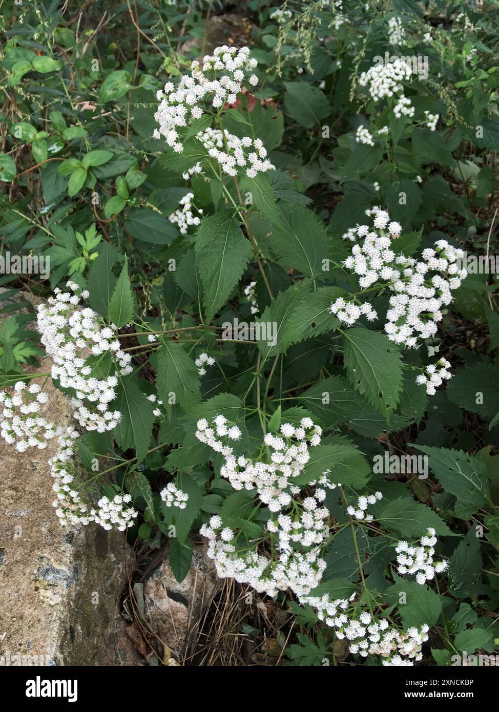 white snakeroot (Ageratina altissima) Plantae Stock Photo - Alamy