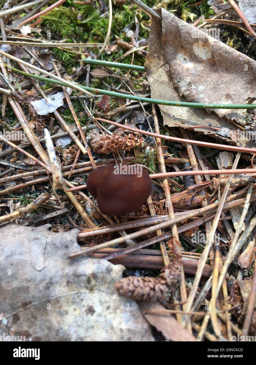 False Morel (Gyromitra esculenta) Fungi Stock Photo - Alamy