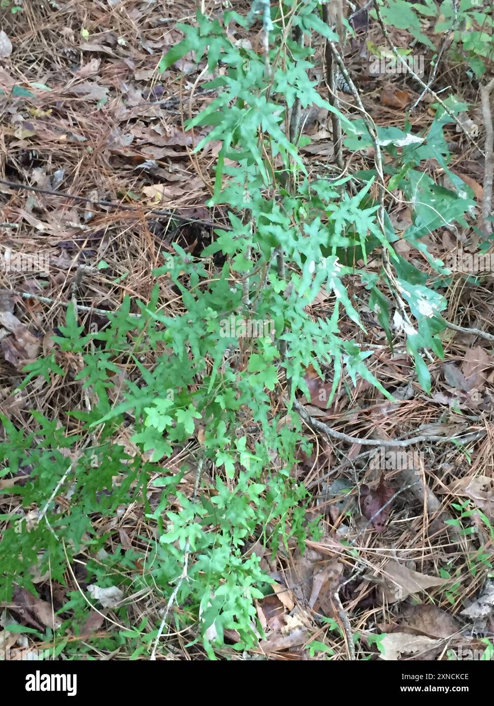 Japanese climbing fern (Lygodium japonicum) Plantae Stock Photo - Alamy