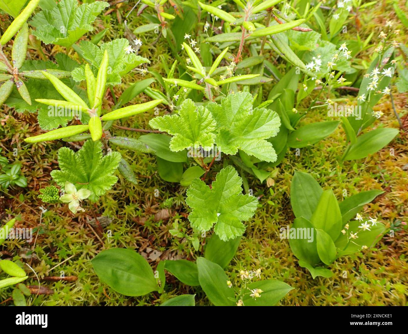 cloudberry (Rubus chamaemorus) Plantae Stock Photo - Alamy