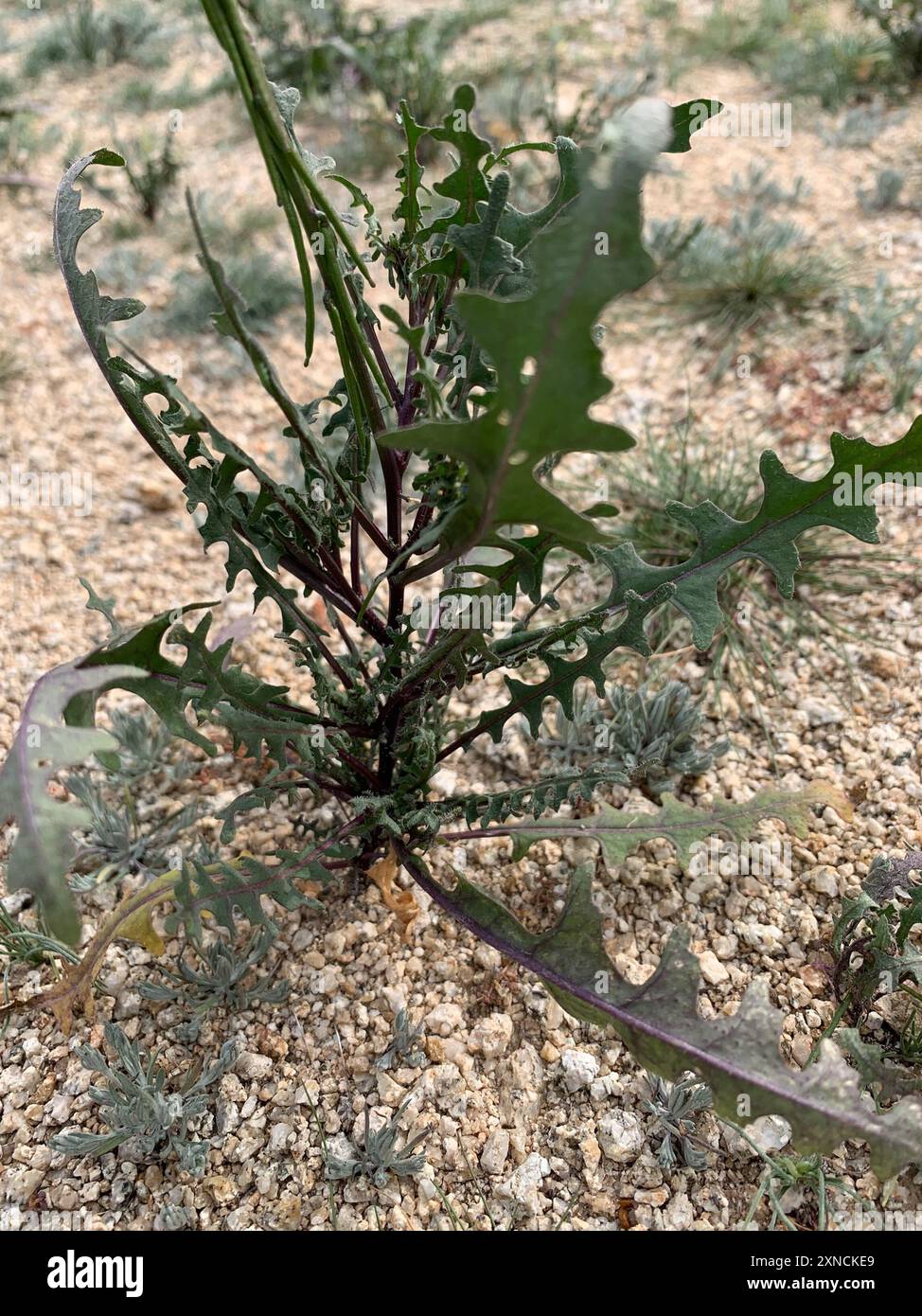 California mustard (Caulanthus lasiophyllus) Plantae Stock Photo - Alamy