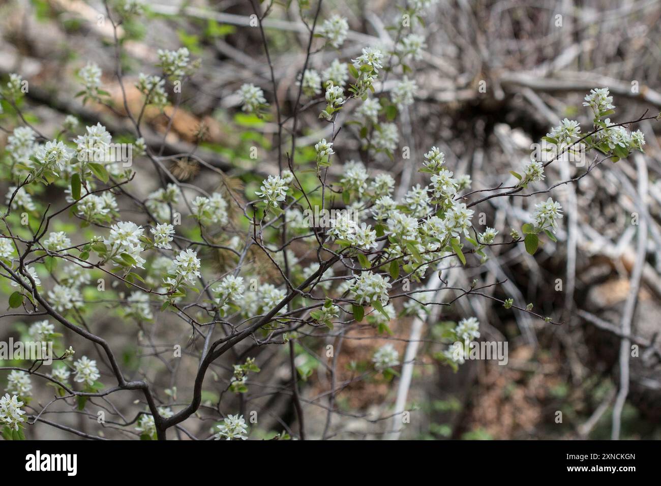 Utah Serviceberry (Amelanchier utahensis) Plantae Stock Photo - Alamy