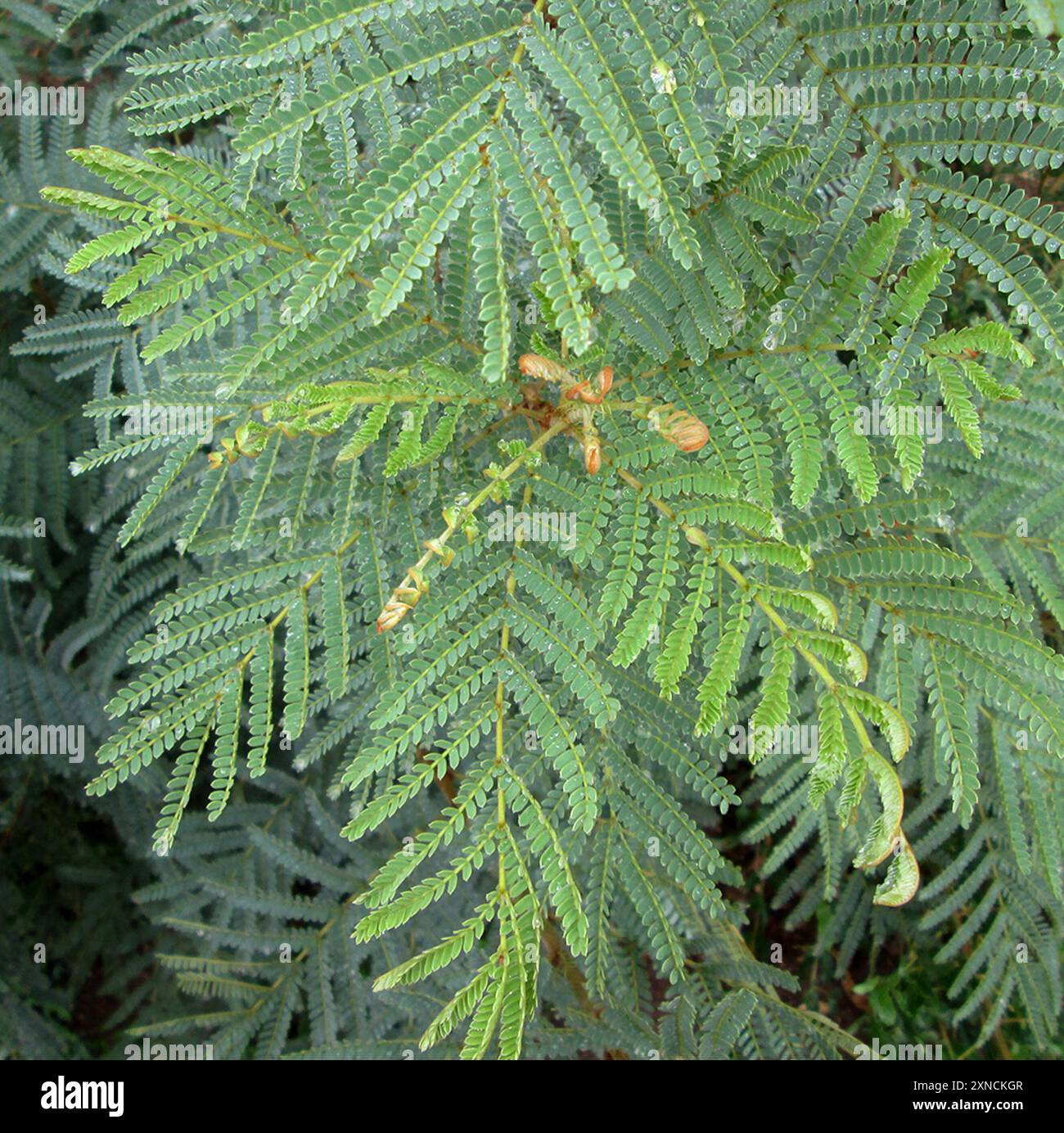 Weeping wattle (Peltophorum africanum) Plantae Stock Photo - Alamy